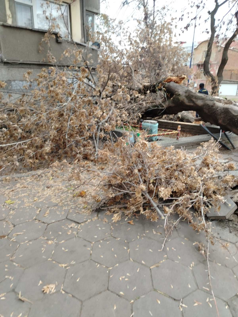 Снощният вятър изкорени старо дърво в Пазарджик – изпотрошило е тераса ...